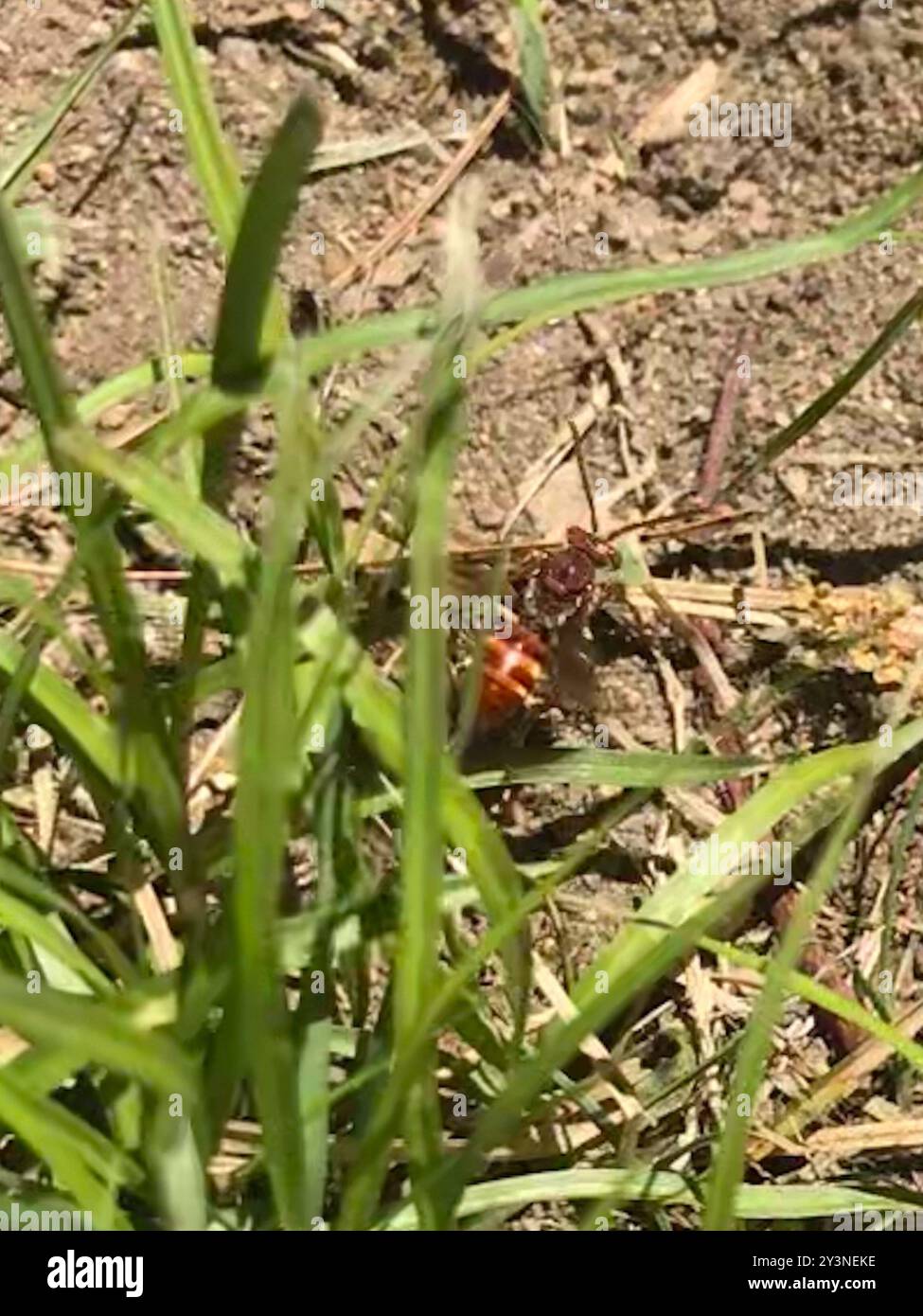 Spotted Nomad Bee (Nomada maculata) Insecta Stock Photo - Alamy