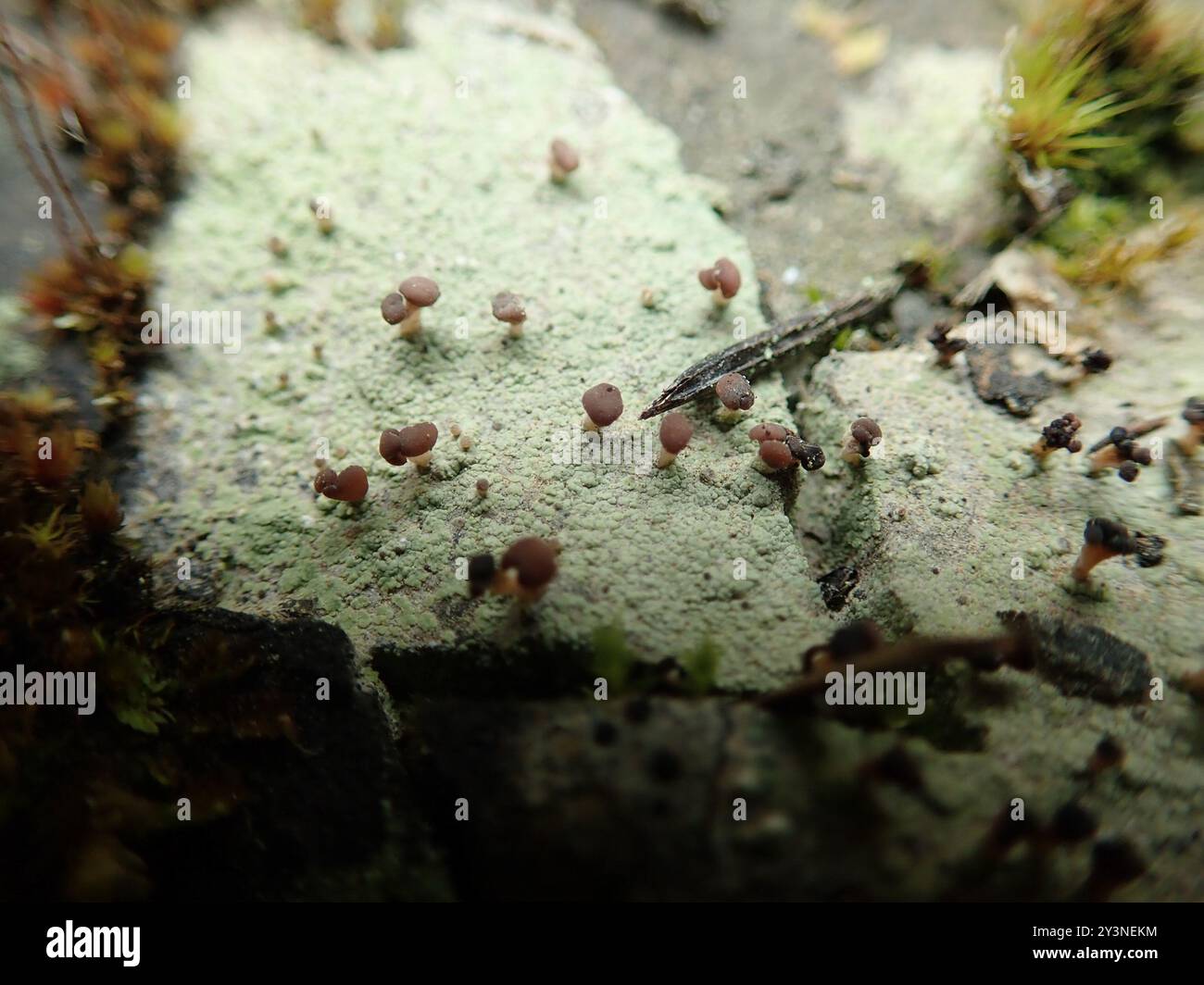 Brown Beret Lichen (Baeomyces rufus) Fungi Stock Photo - Alamy