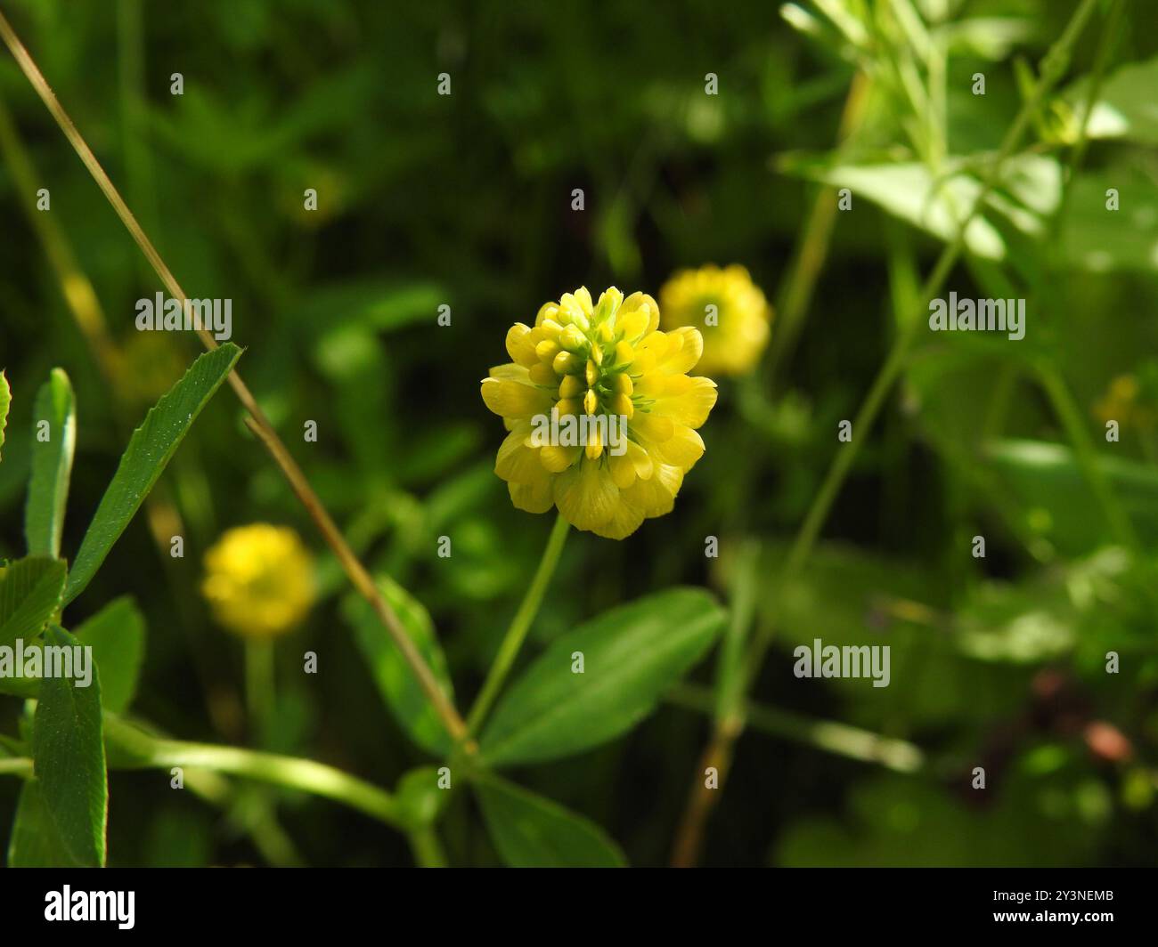 large hop clover (Trifolium aureum) Plantae Stock Photo - Alamy