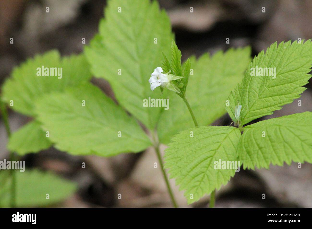 dwarf raspberry (Rubus pubescens) Plantae Stock Photo - Alamy