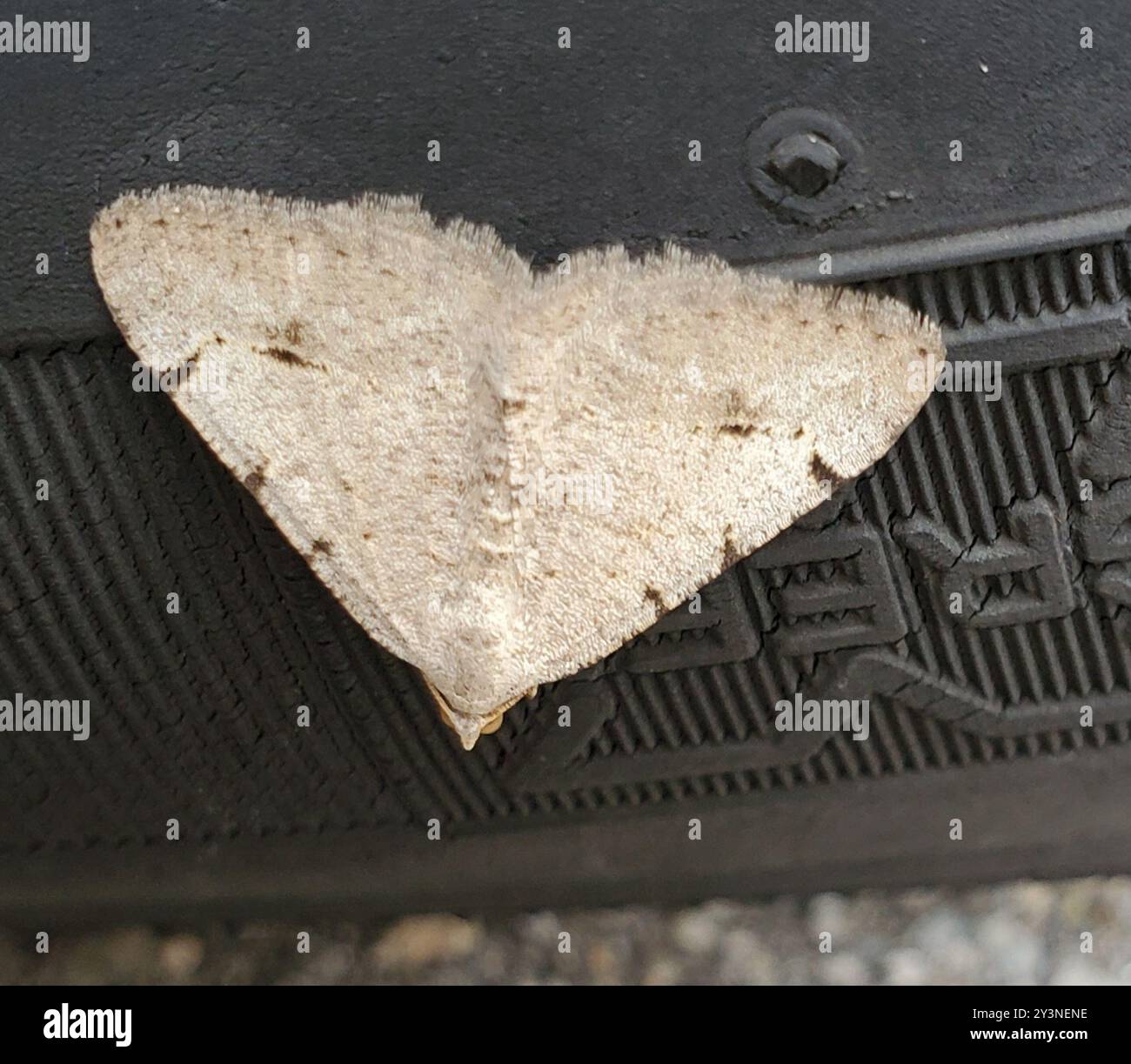 Creosote Moth (Digrammia colorata) Insecta Stock Photo - Alamy
