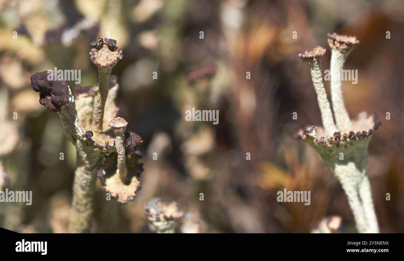 Cladonia verticillata hi-res stock photography and images - Alamy
