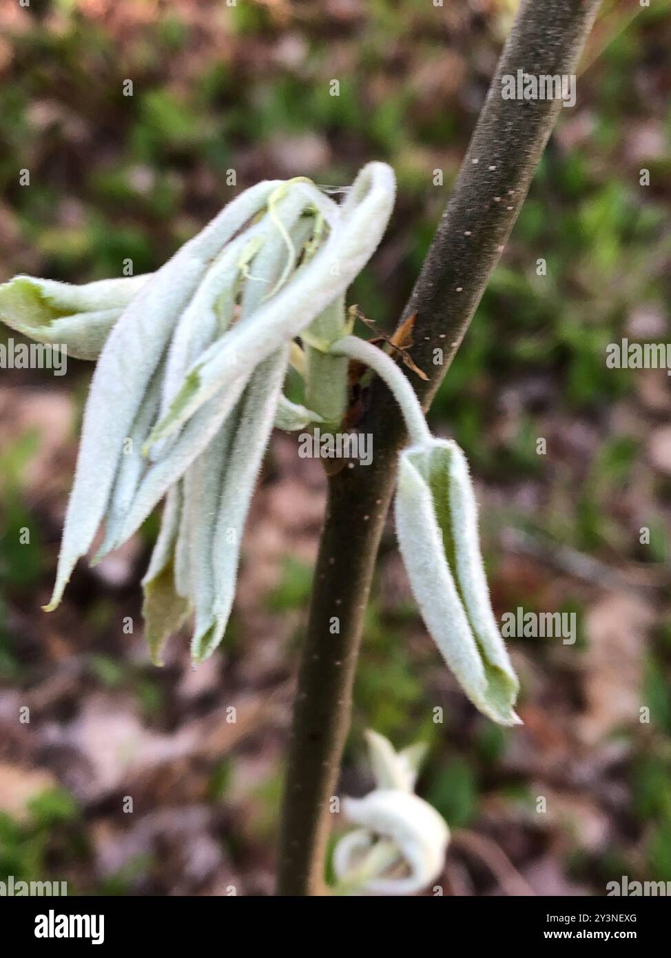 vascular plants (Tracheophyta) Plantae Stock Photo - Alamy