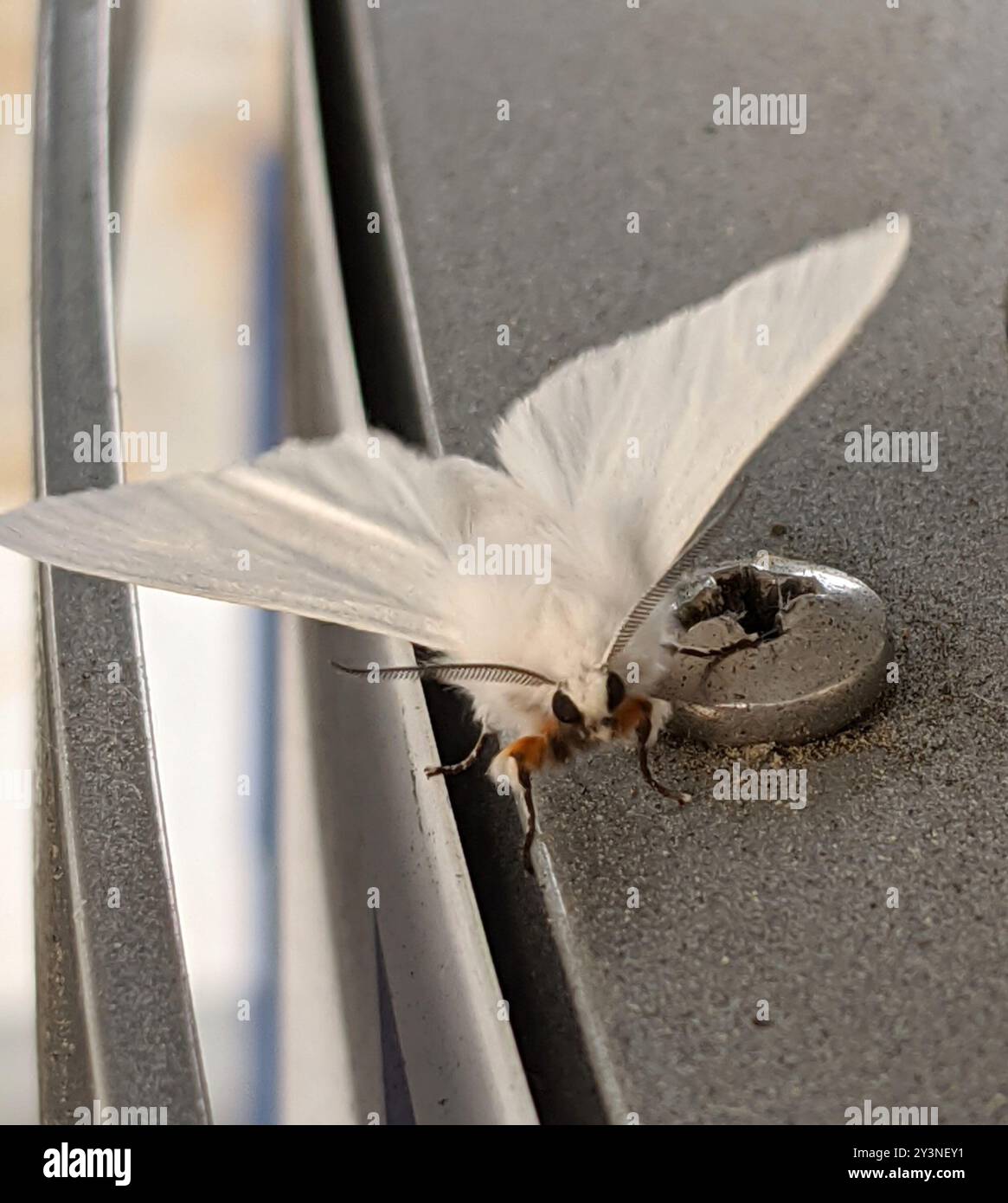 Fall Webworm Moth (Hyphantria cunea) Insecta Stock Photo - Alamy