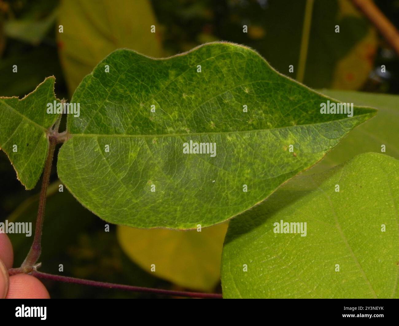 Sword bean hi-res stock photography and images - Alamy
