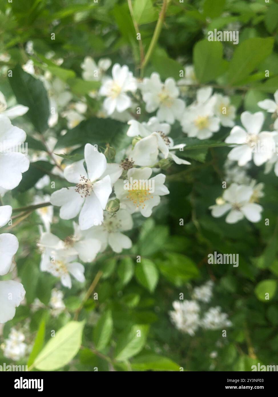 multiflora rose (Rosa multiflora) Plantae Stock Photo - Alamy