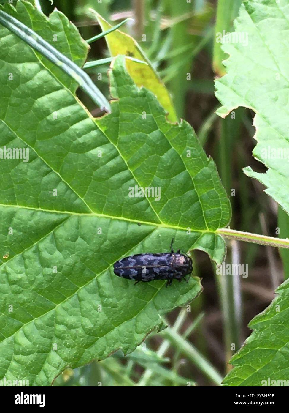 (Coraebus rubi) Insecta Stock Photo - Alamy