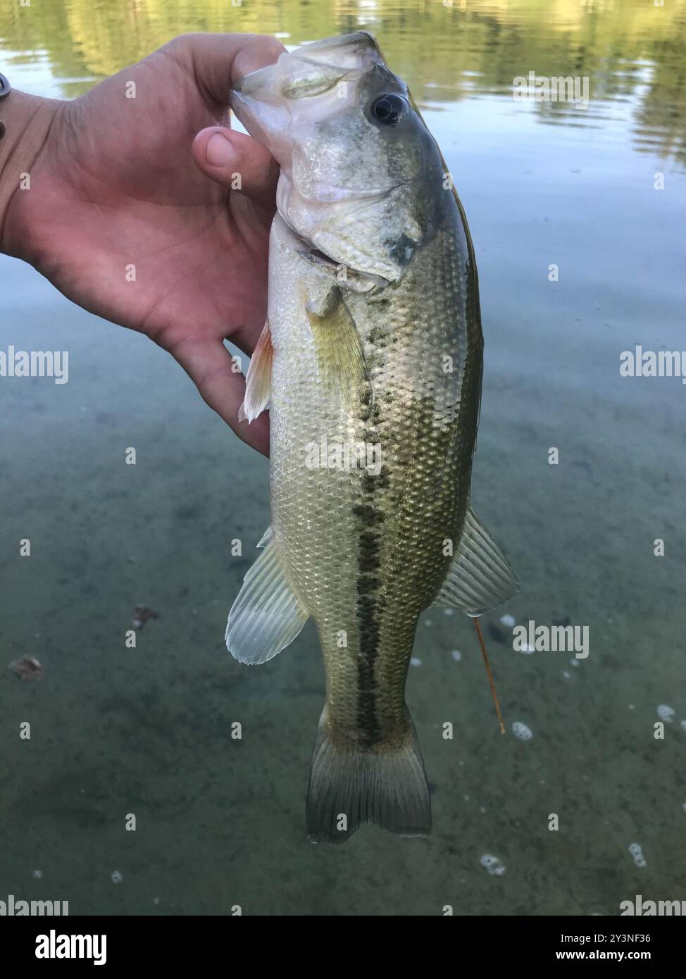 Largemouth Bass (Micropterus nigricans) Actinopterygii Stock Photo - Alamy