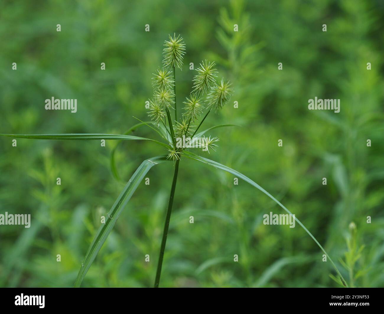 Manyflower Flatsedge (Cyperus lancastriensis) Plantae Stock Photo - Alamy