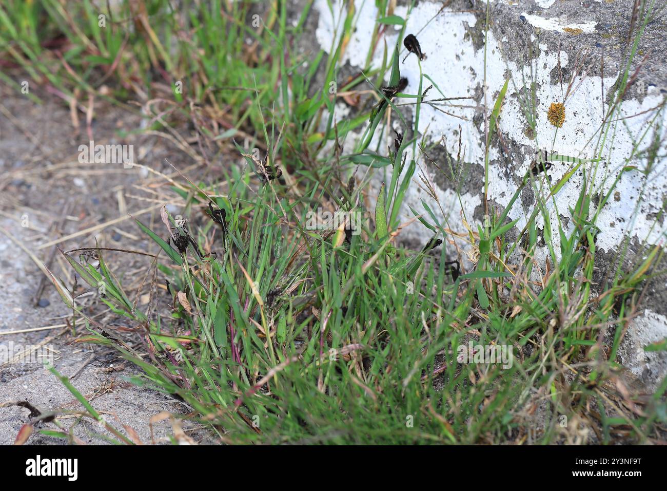 Ustilago venae hi-res stock photography and images - Alamy