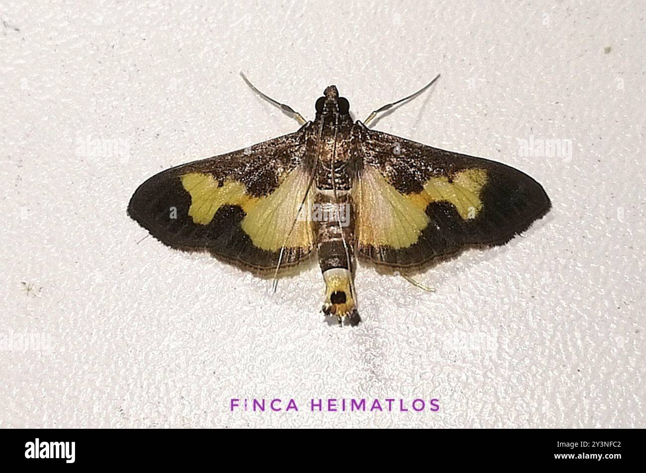Pickleworm Moth (Diaphania nitidalis) Insecta Stock Photo - Alamy