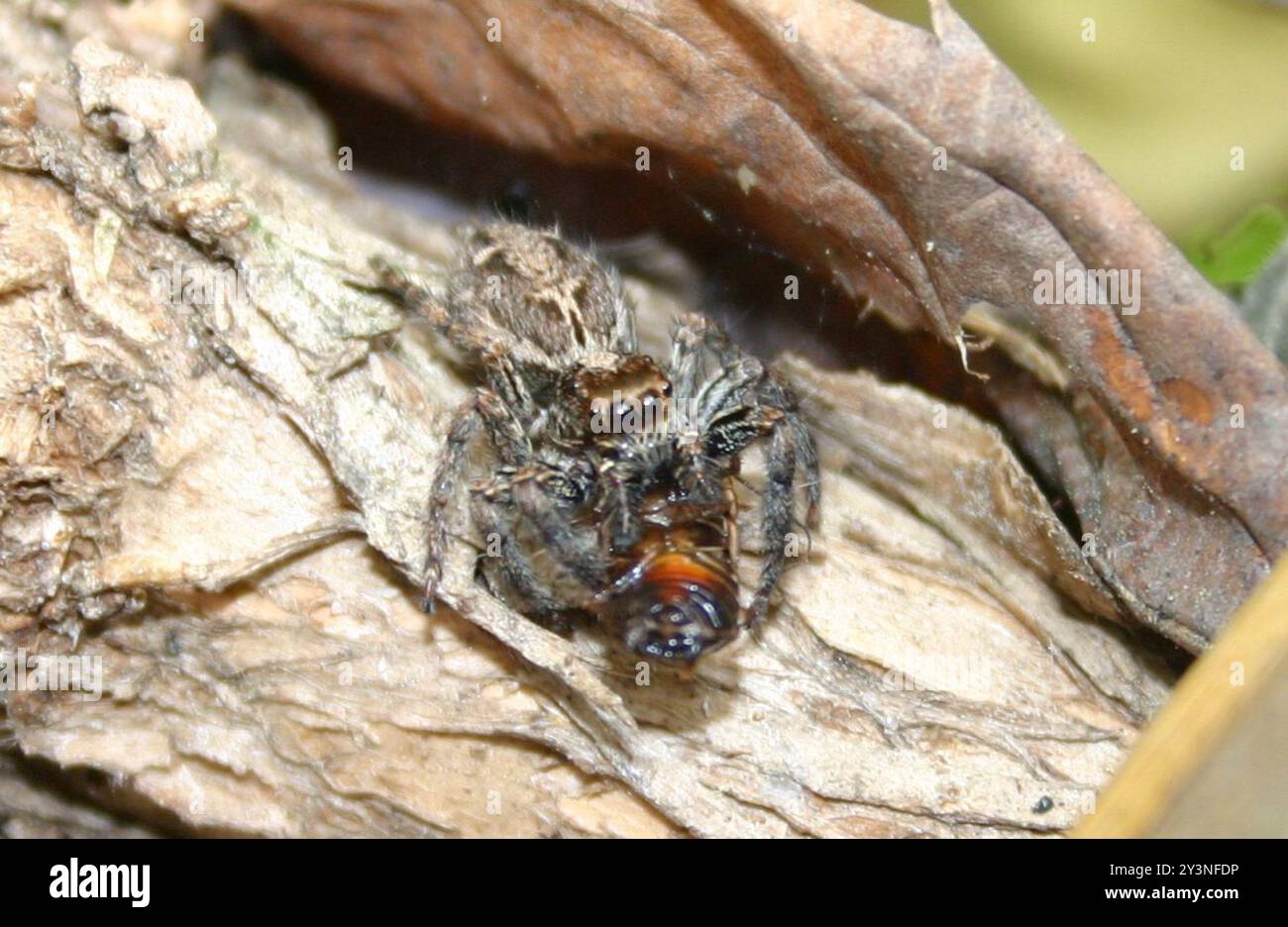 Pantropical Jumping Spider (Plexippus paykulli) Arachnida Stock Photo ...
