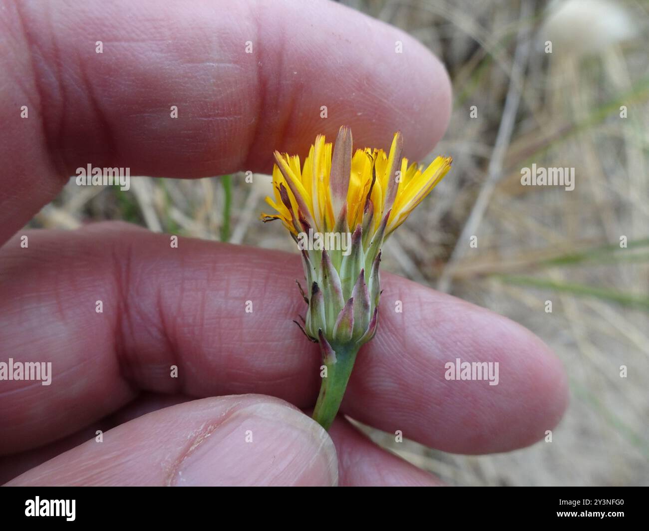 Common Cat's-ear (Hypochaeris radicata) Plantae Stock Photo - Alamy