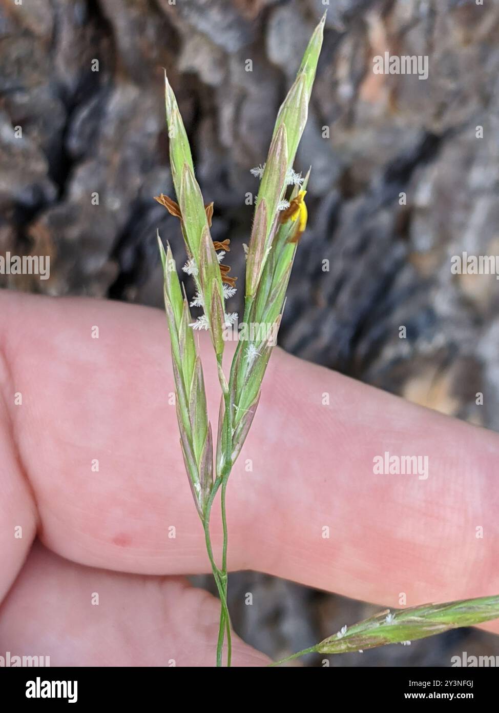 California brome (Bromus carinatus) Plantae Stock Photo - Alamy