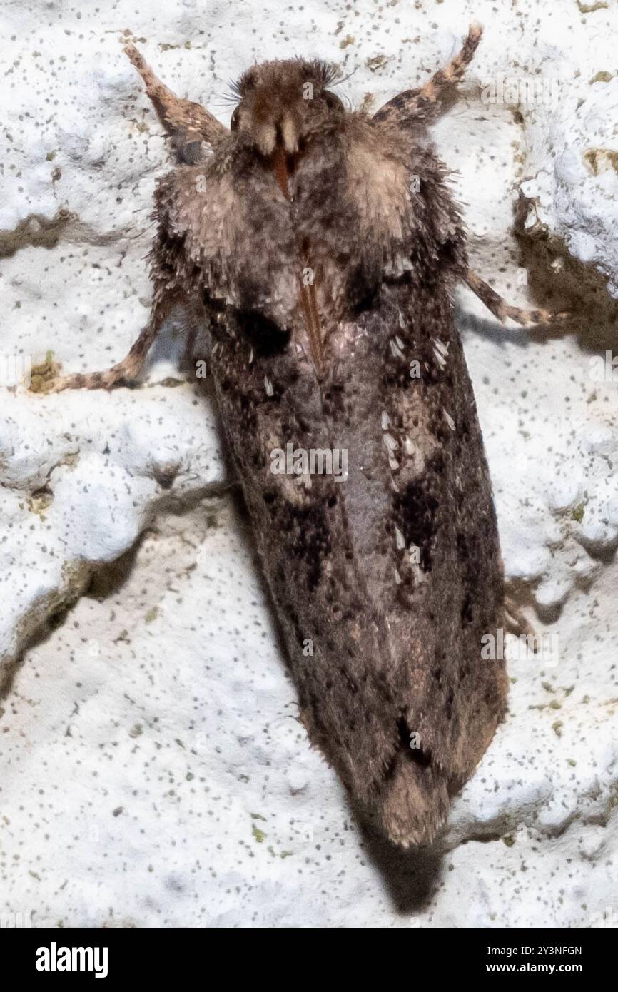 Arcane Grass Tubeworm Moth (Acrolophus arcanella) Insecta Stock Photo ...