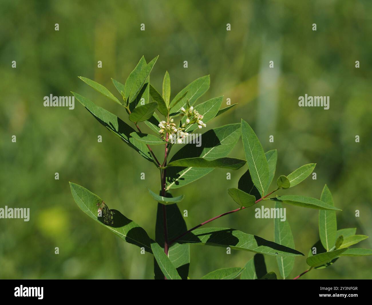 hemp dogbane (Apocynum cannabinum) Plantae Stock Photo - Alamy