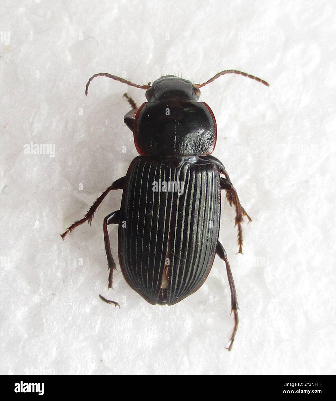 Ground Beetles (Carabidae) Insecta Stock Photo - Alamy