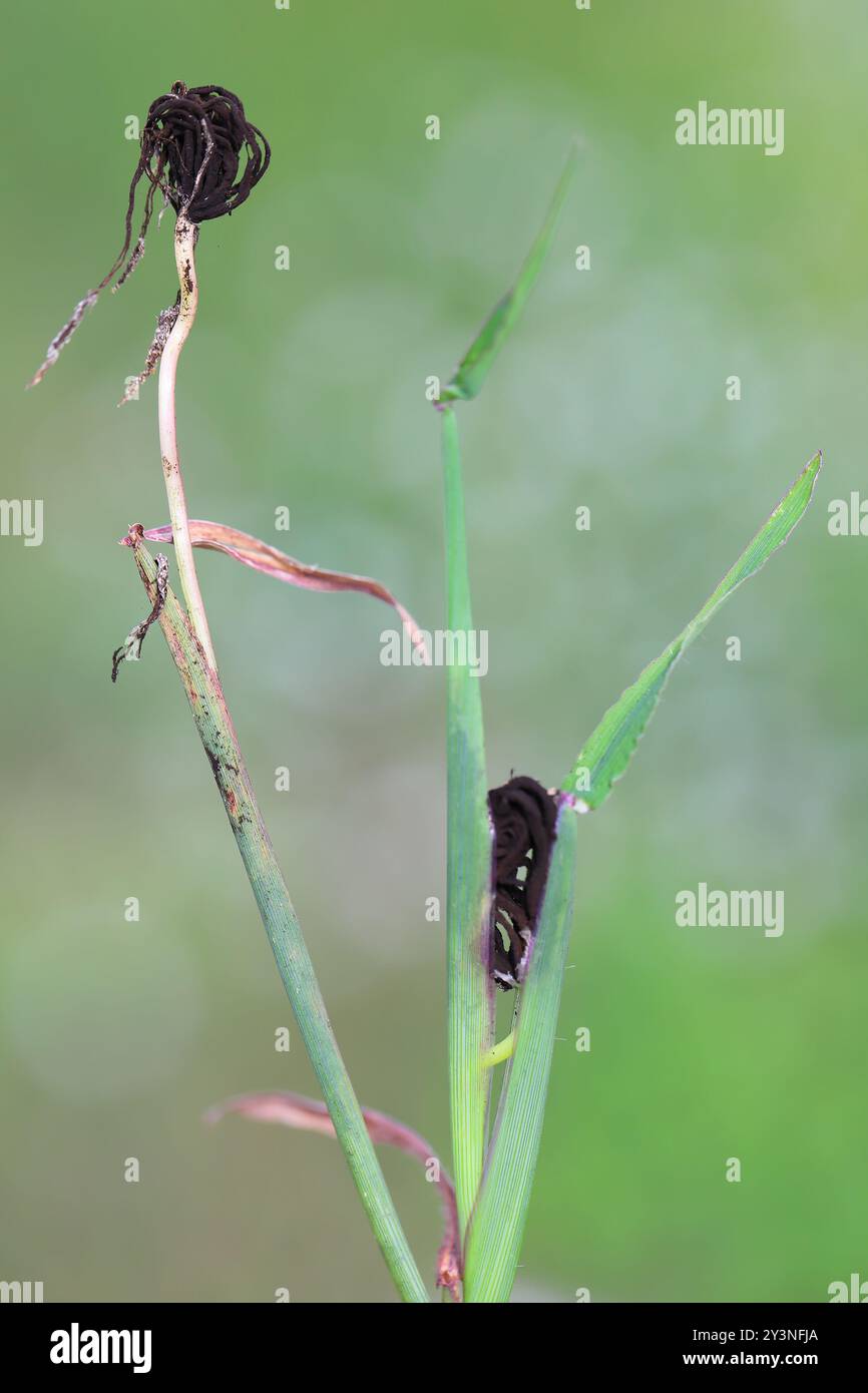 Fungus Ustilago syntherismae On the panicles, flowers of the grass ...