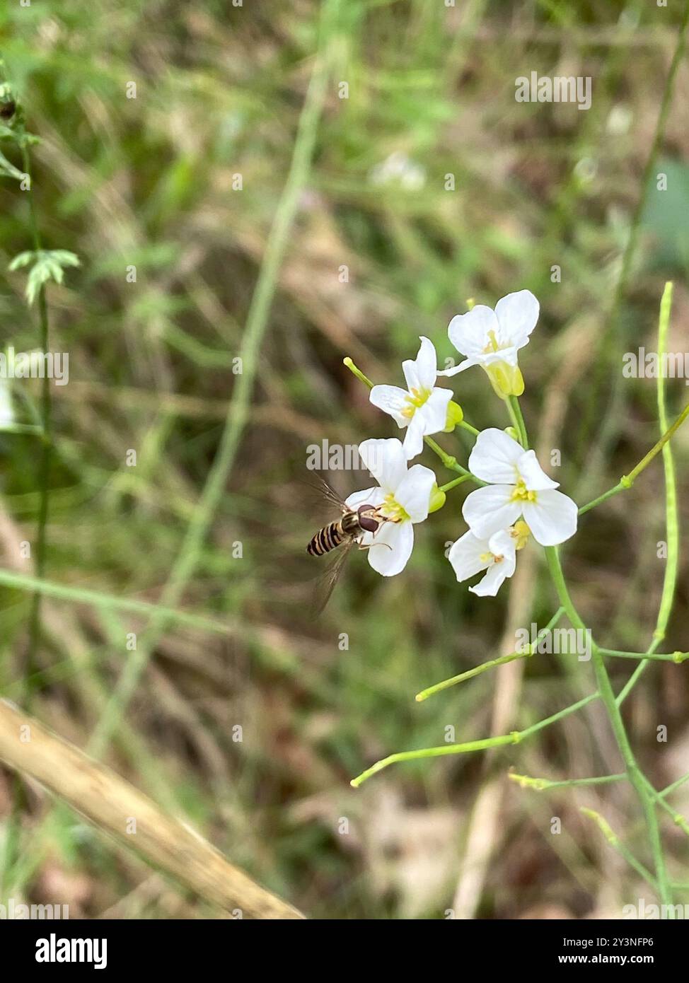 Sand Rock-cress (Arabidopsis arenosa) Plantae Stock Photo - Alamy