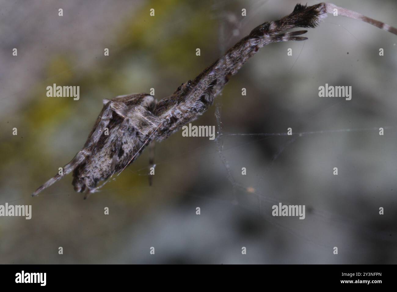Featherlegged Orbweaver (Uloborus glomosus) Arachnida Stock Photo - Alamy