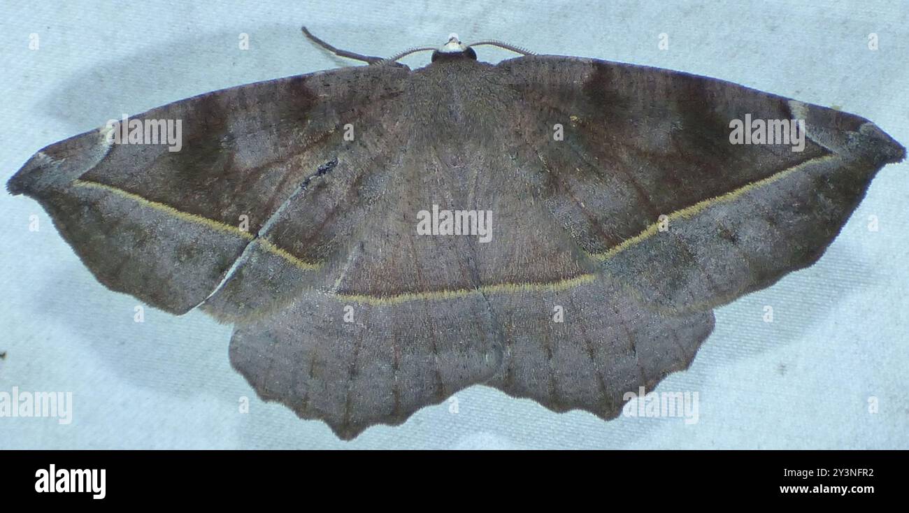 Curved-toothed Geometer Moth (Eutrapela clemataria) Insecta Stock Photo ...