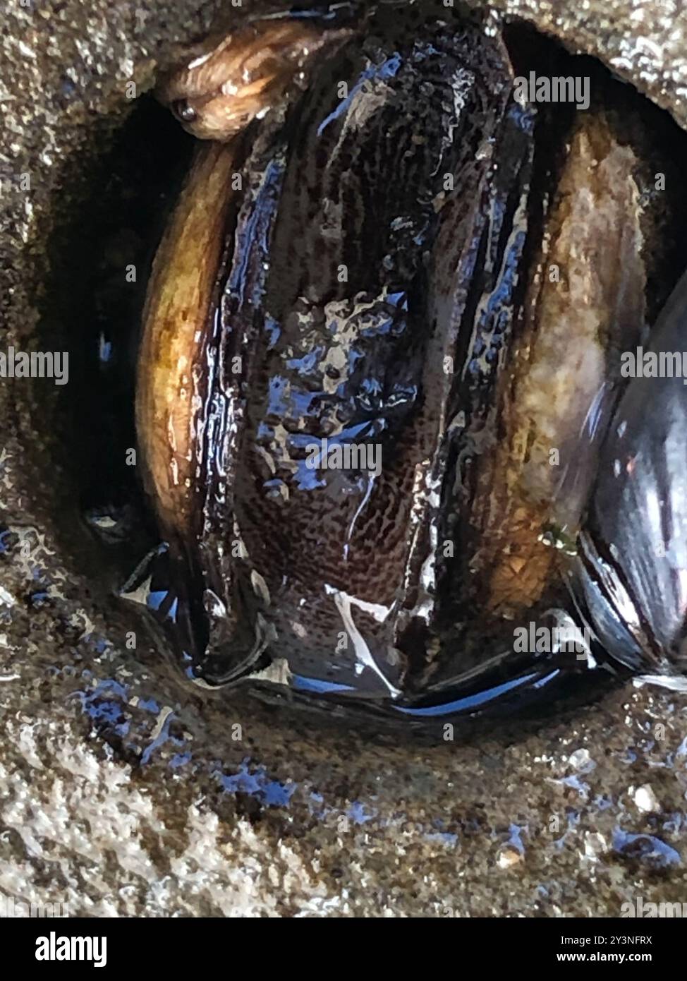 Bivalves (Bivalvia) Mollusca Stock Photo - Alamy