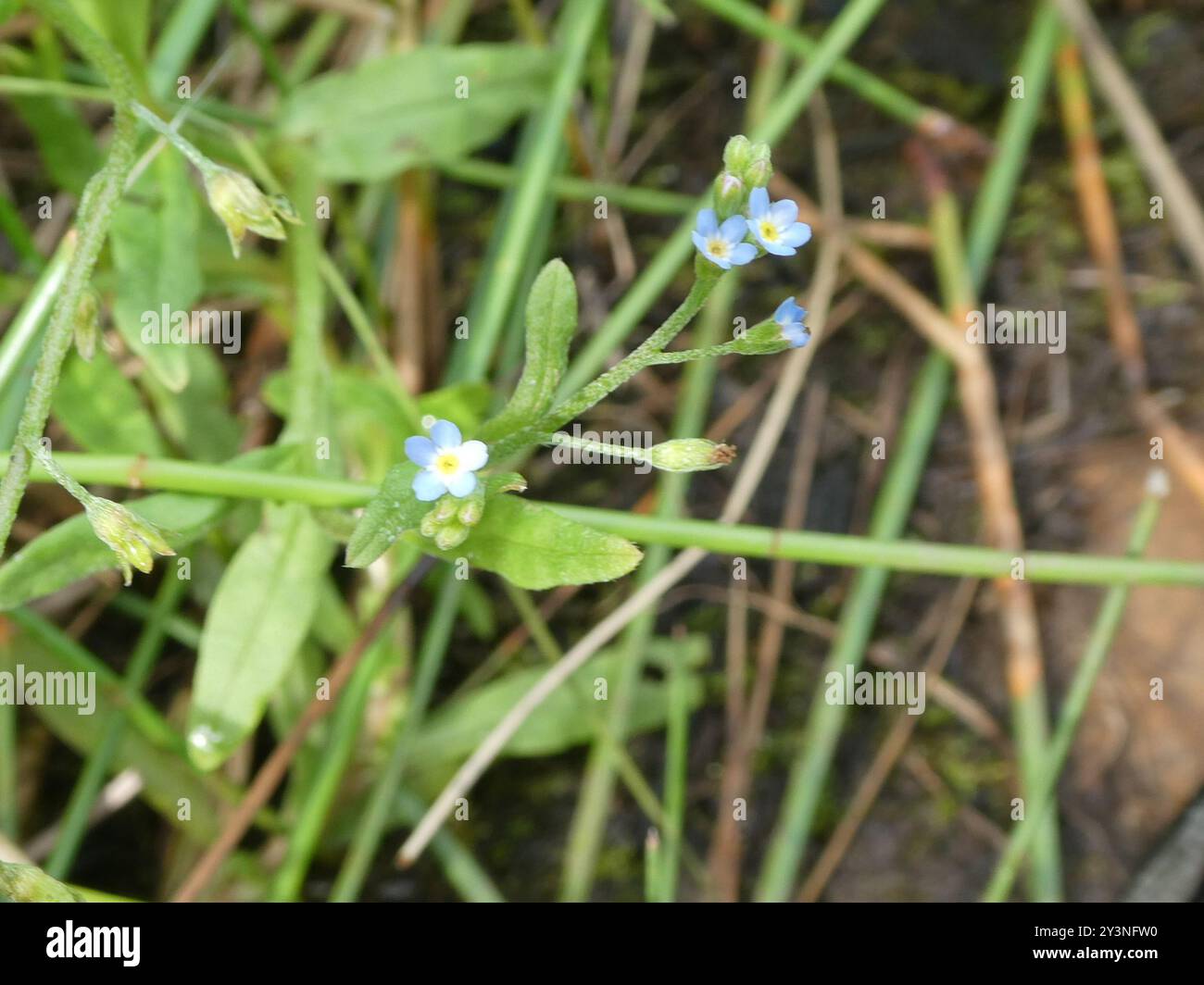 Tufted Forget-me-not (Myosotis laxa cespitosa) Plantae Stock Photo - Alamy