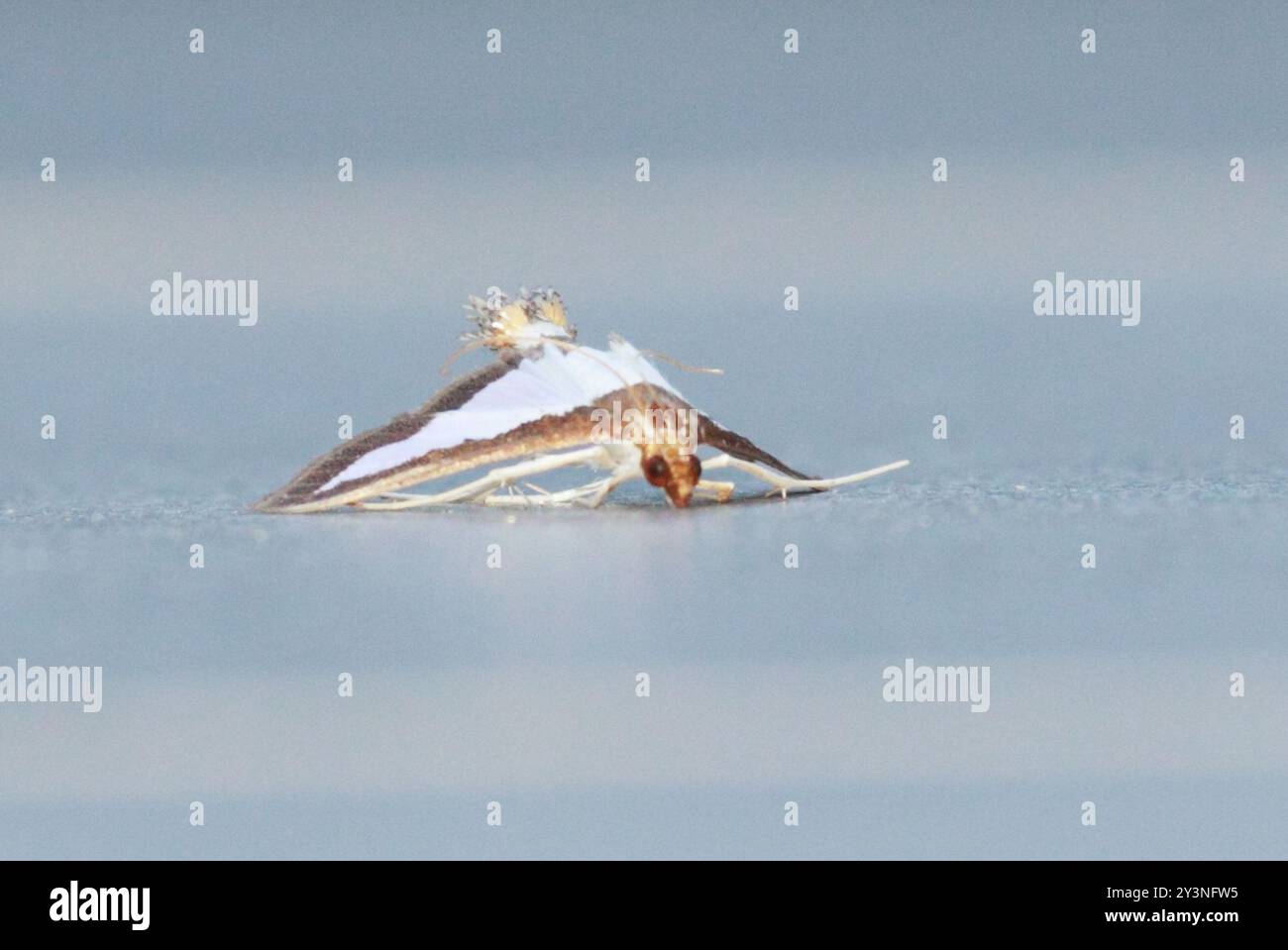 Cucumber Moth (Diaphania indica) Insecta Stock Photo - Alamy