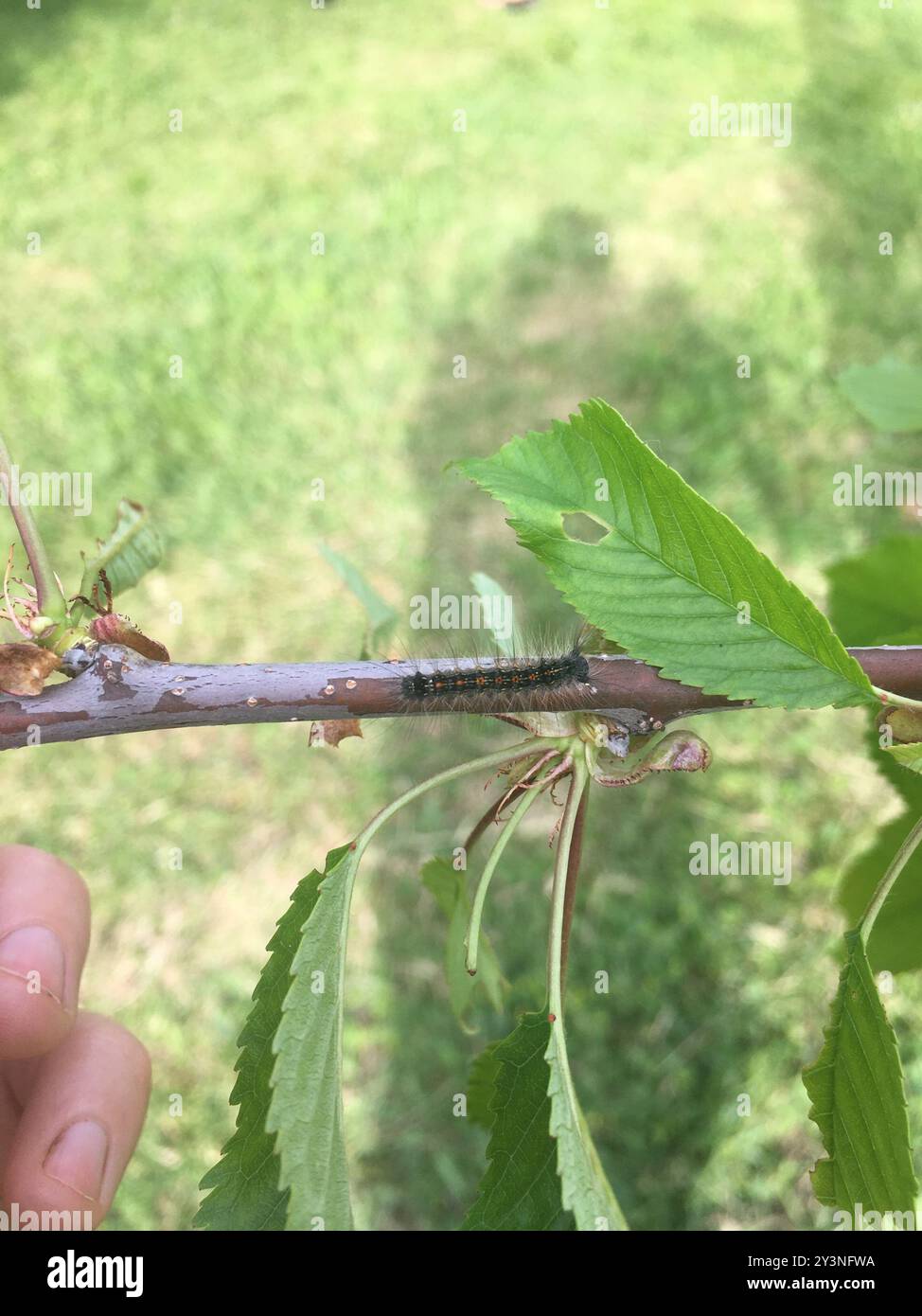 Spongy Moth (Lymantria dispar) Insecta Stock Photo - Alamy