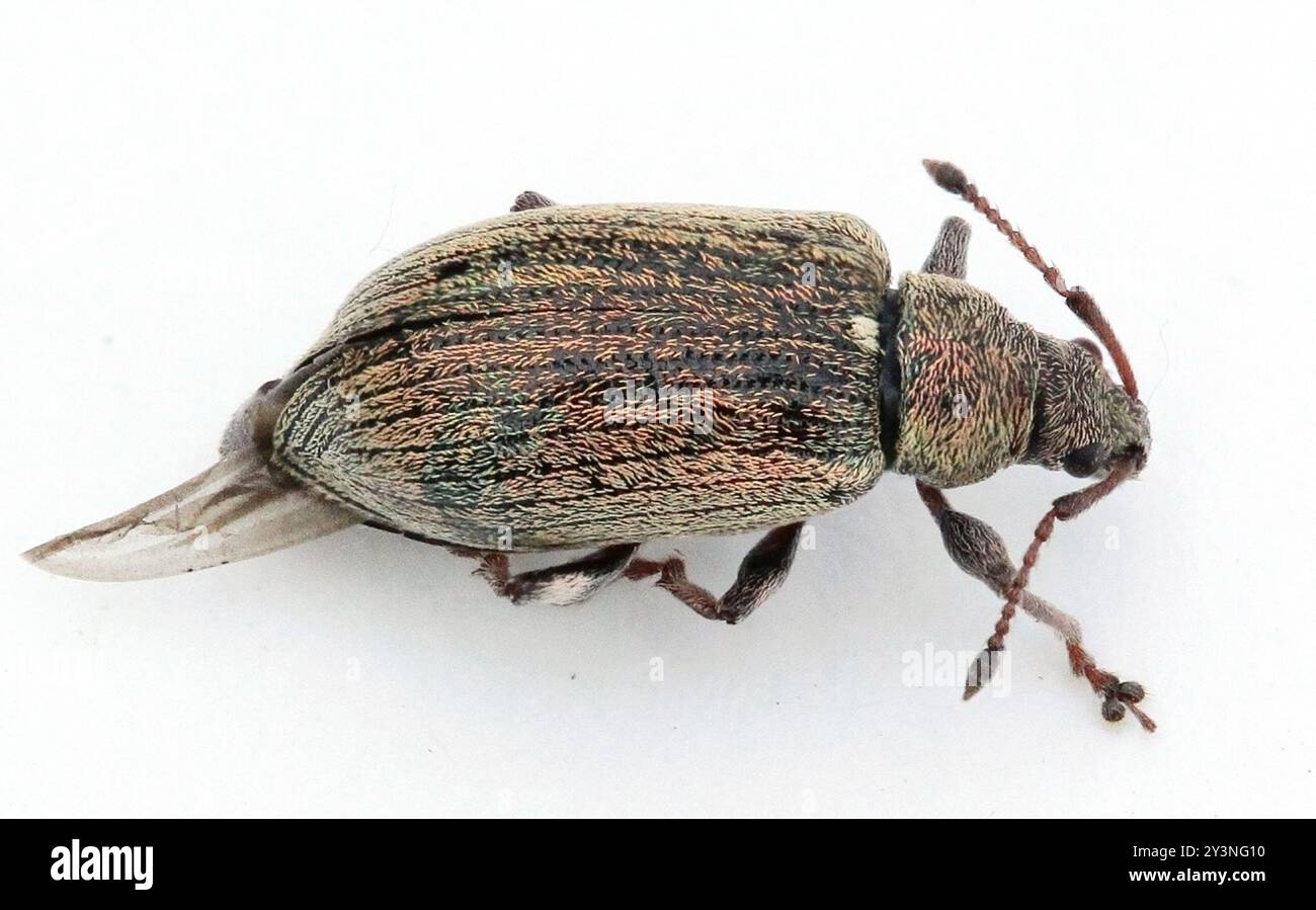 Common Leaf Weevil (Phyllobius pyri) Insecta Stock Photo - Alamy