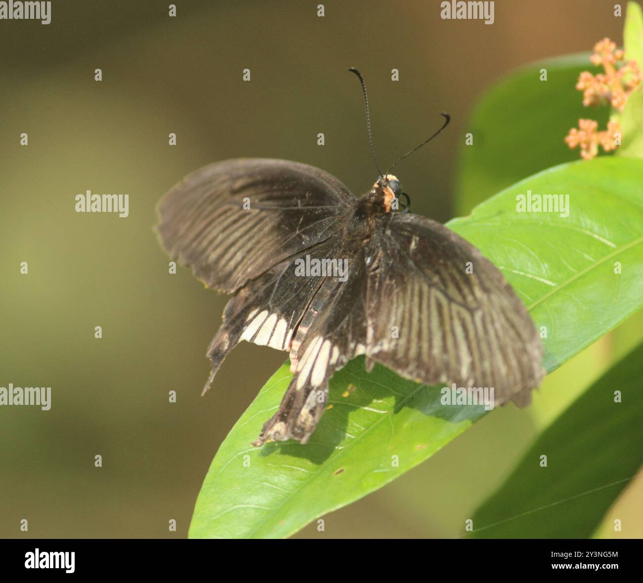 Common Rose Swallowtail (Pachliopta aristolochiae) Insecta Stock Photo ...