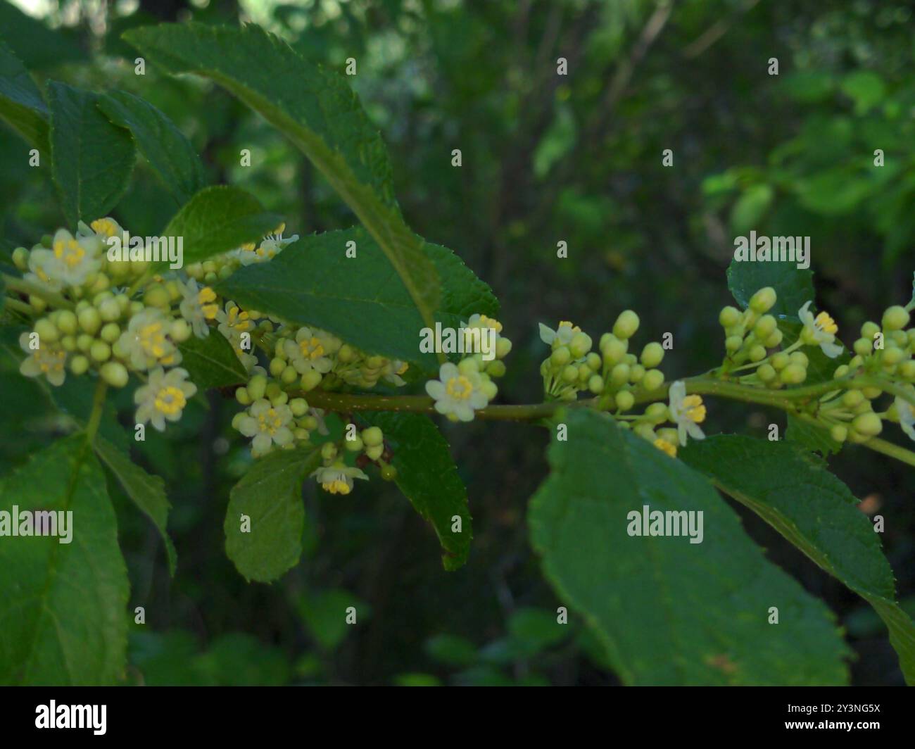 winterberry holly (Ilex verticillata) Plantae Stock Photo - Alamy