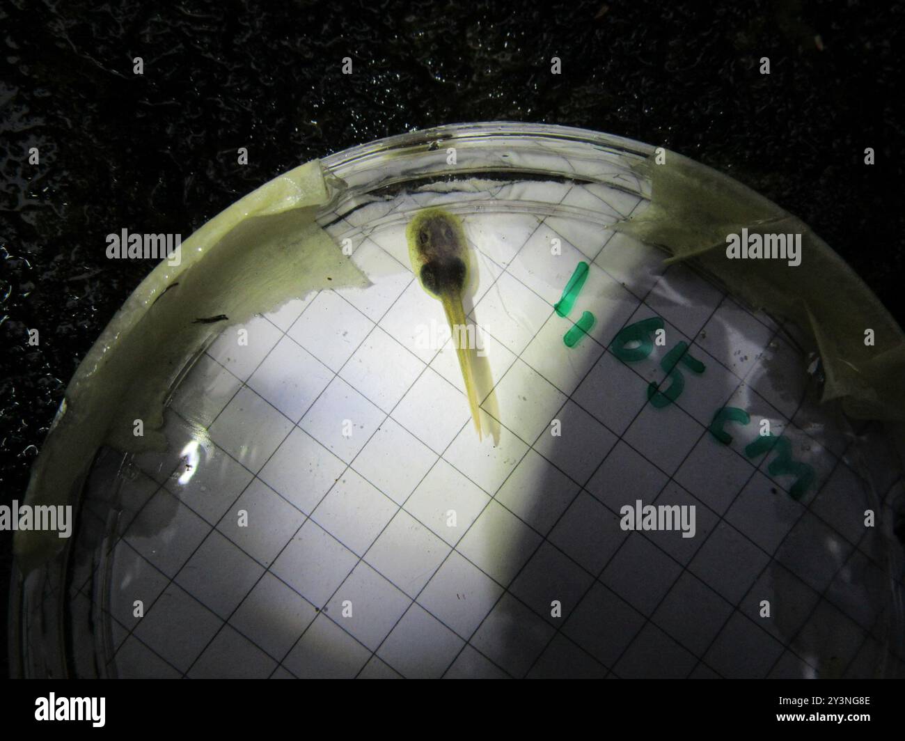 Table Mountain Ghost Frog (Heleophryne rosei) Amphibia Stock Photo - Alamy