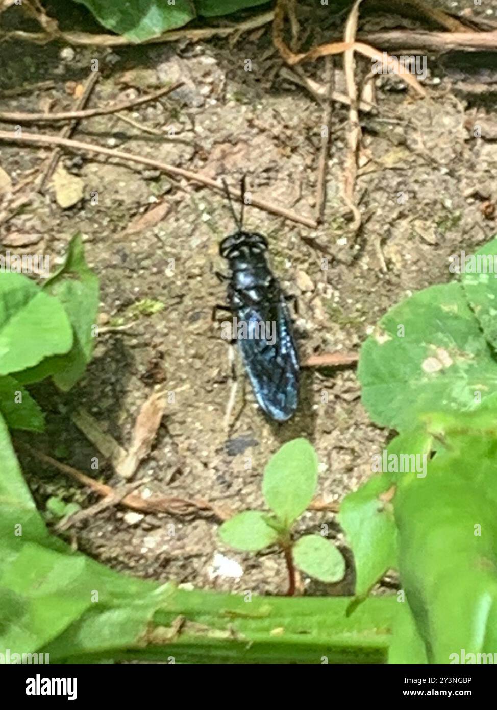 Black Soldier Fly (Hermetia illucens) Insecta Stock Photo - Alamy