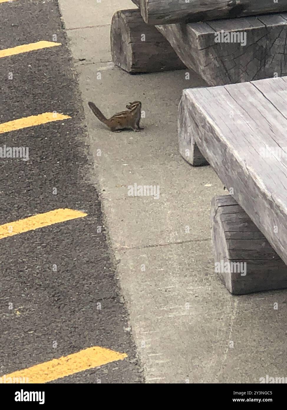 Townsend's Chipmunk (Neotamias townsendii) Mammalia Stock Photo - Alamy