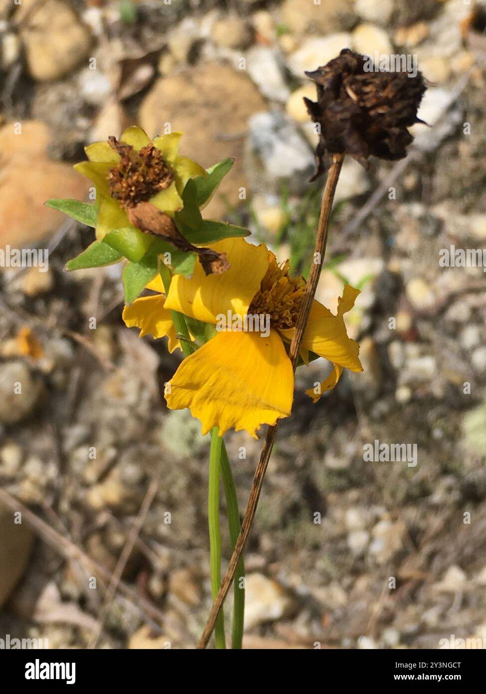 Lance-leaved Coreopsis (Coreopsis lanceolata) Plantae Stock Photo - Alamy