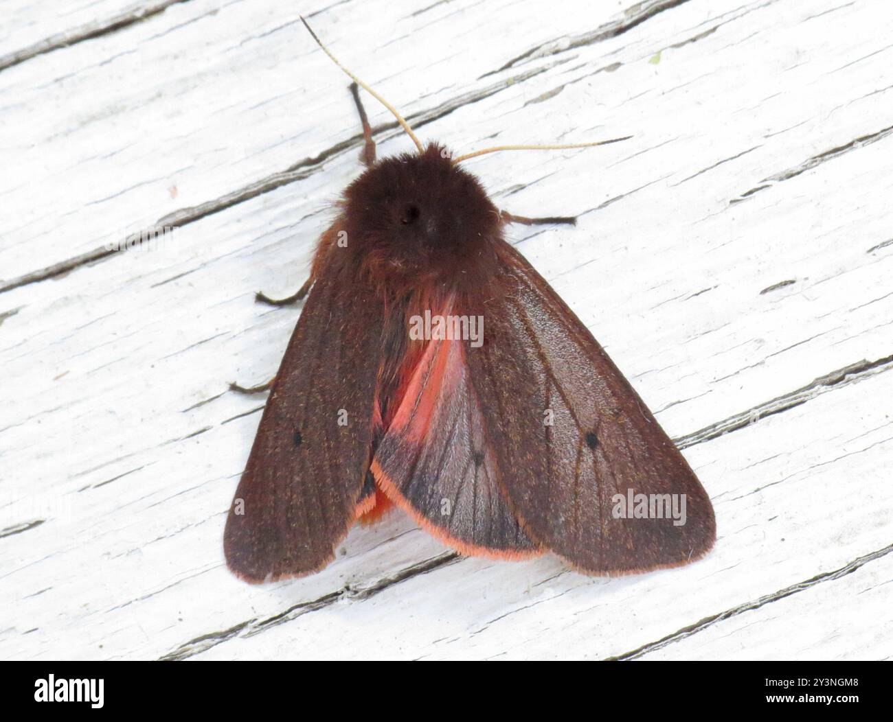Ruby Tiger Moth (Phragmatobia fuliginosa) Insecta Stock Photo - Alamy