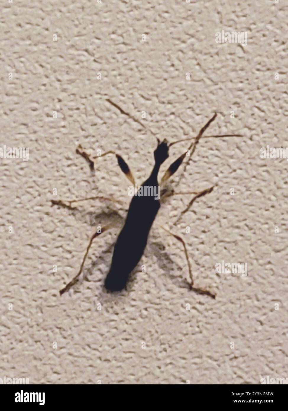 Long-necked Seed Bug (Myodocha serripes) Insecta Stock Photo - Alamy