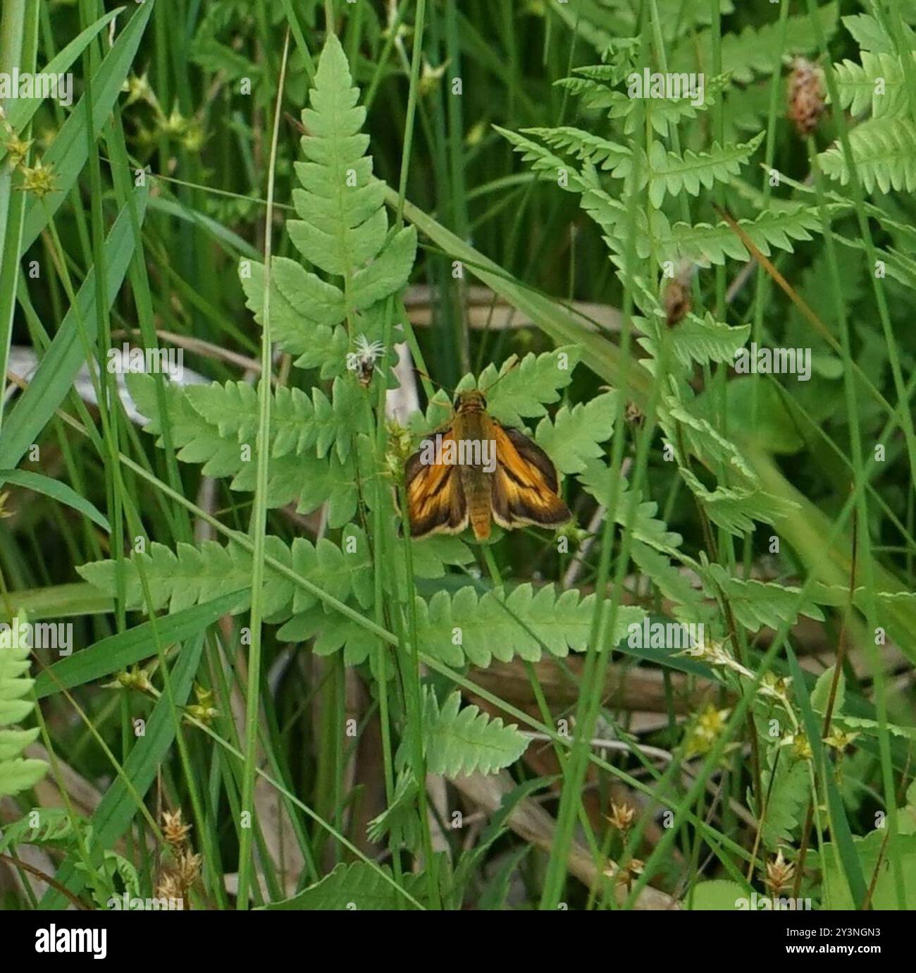 Long Dash (Polites mystic) Insecta Stock Photo - Alamy