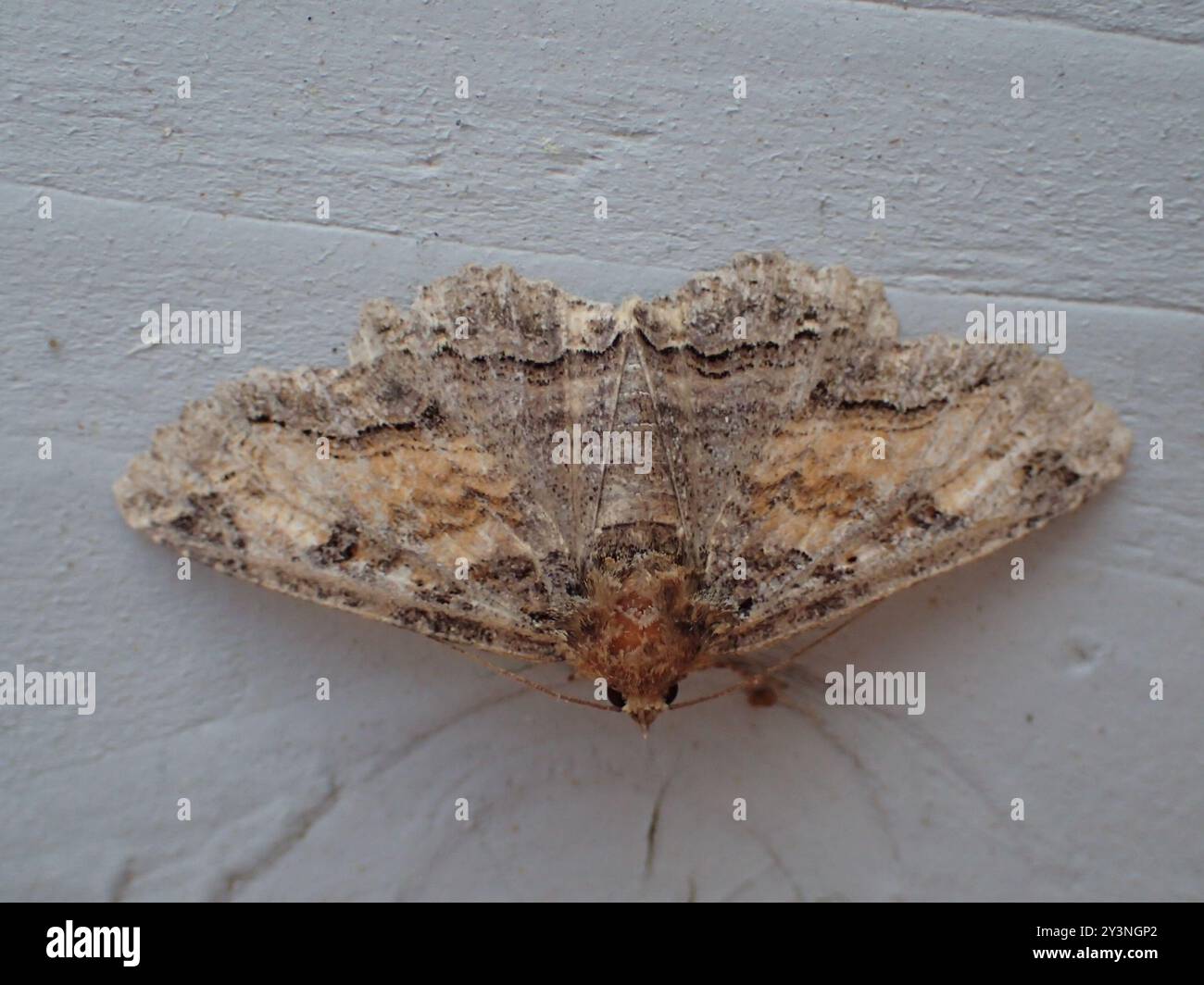 Colorful Zale Moth (Zale minerea) Insecta Stock Photo - Alamy