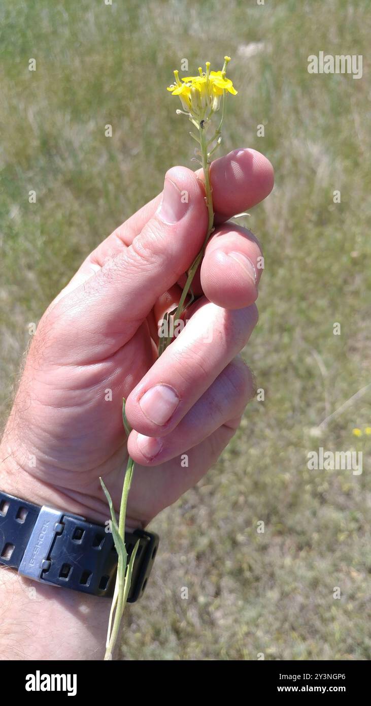 Prairie-rocket Wallflower (Erysimum asperum) Plantae Stock Photo - Alamy