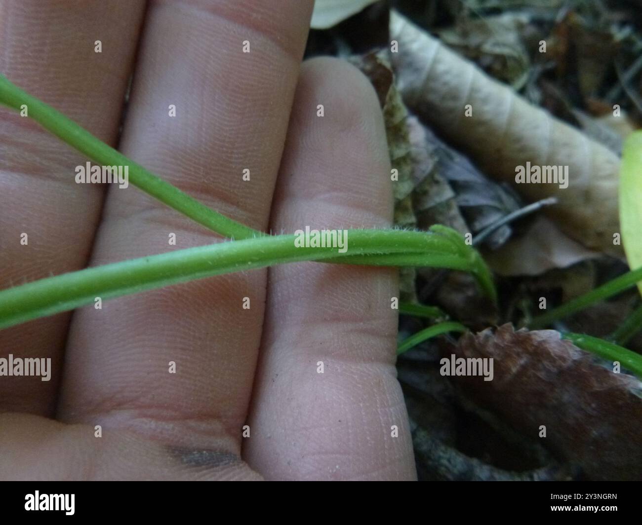 Broad-leaved Violet (Viola mirabilis) Plantae Stock Photo - Alamy