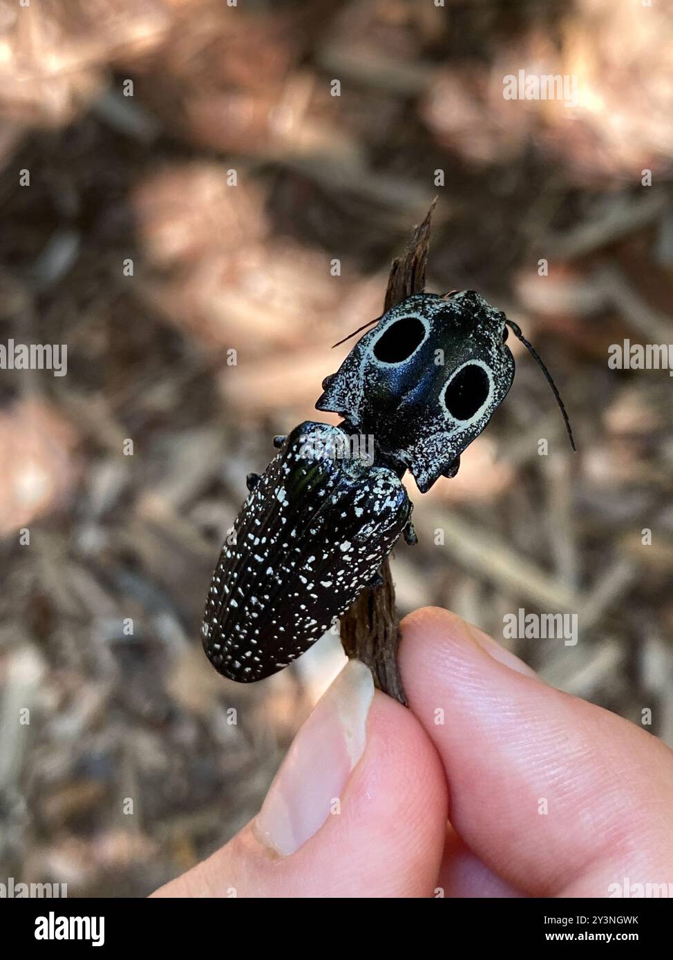 Eastern Eyed Click Beetle (Alaus oculatus) Insecta Stock Photo - Alamy