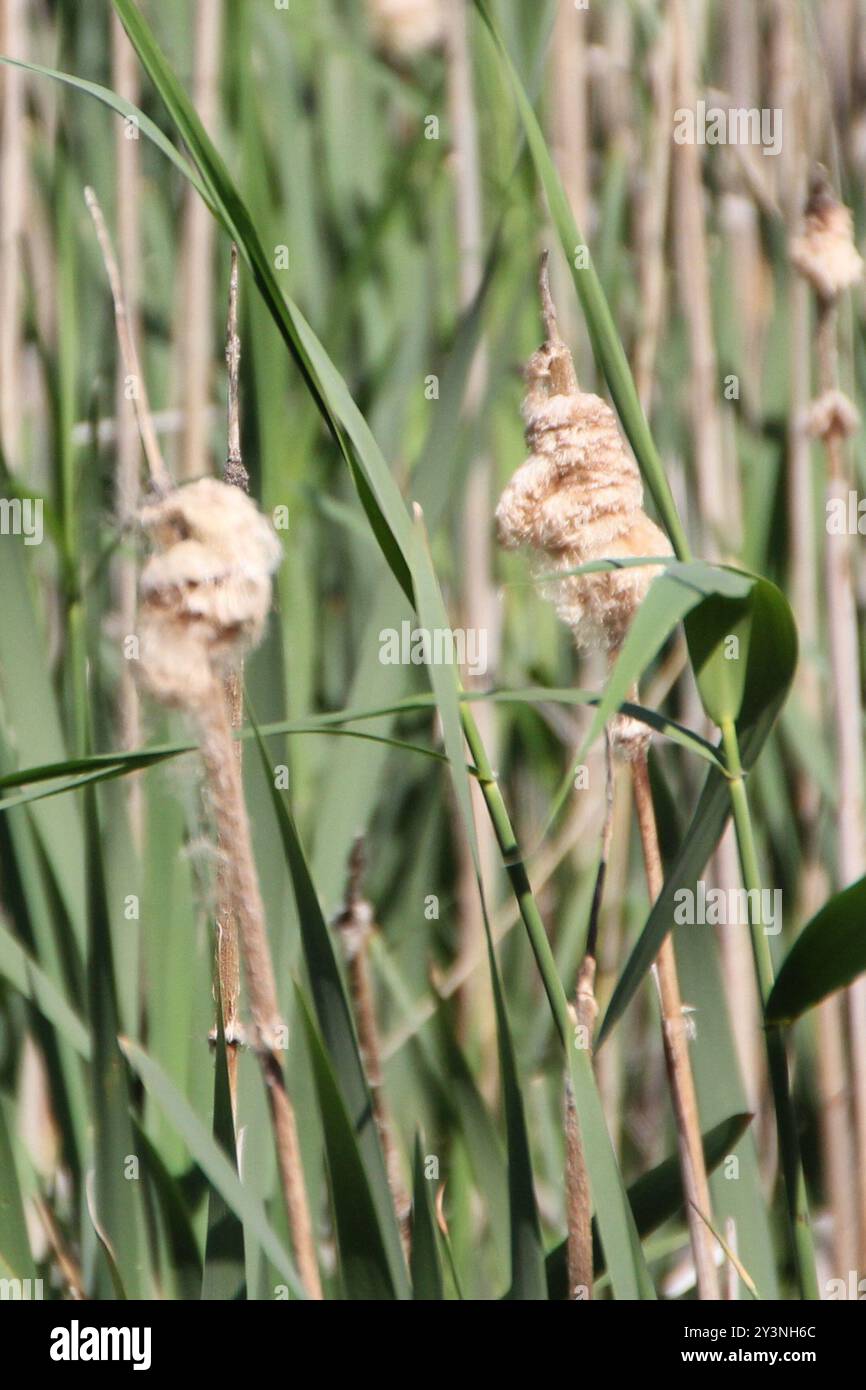 Cattails (Typha) Plantae Stock Photo - Alamy