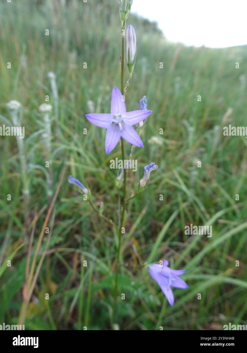 Rampion (Campanula rapunculus) Plantae Stock Photo - Alamy