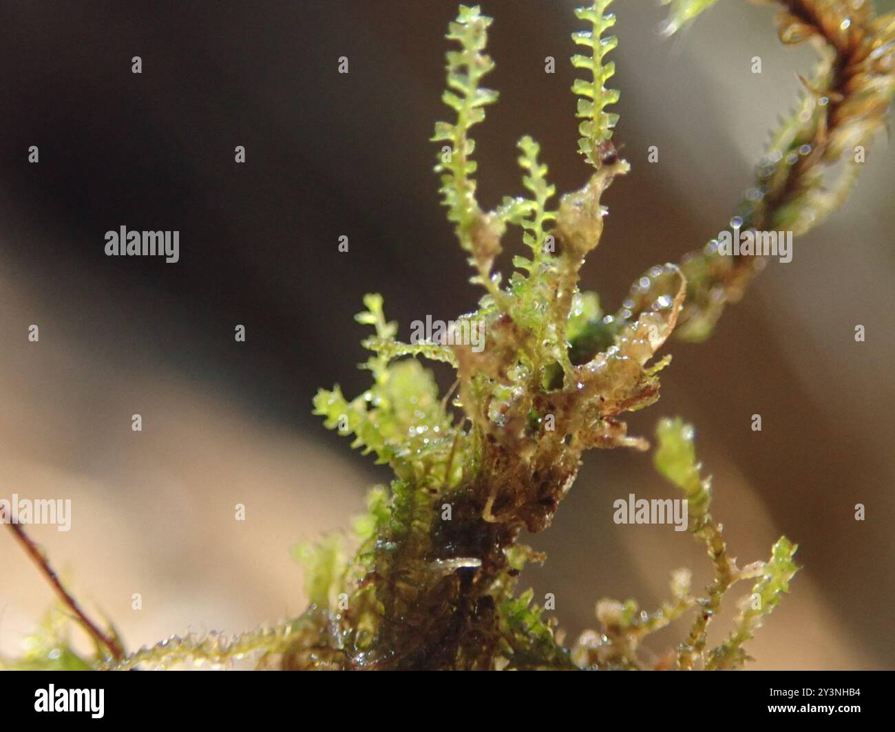 leafy and simple thalloid liverworts (Jungermanniopsida) Plantae Stock ...