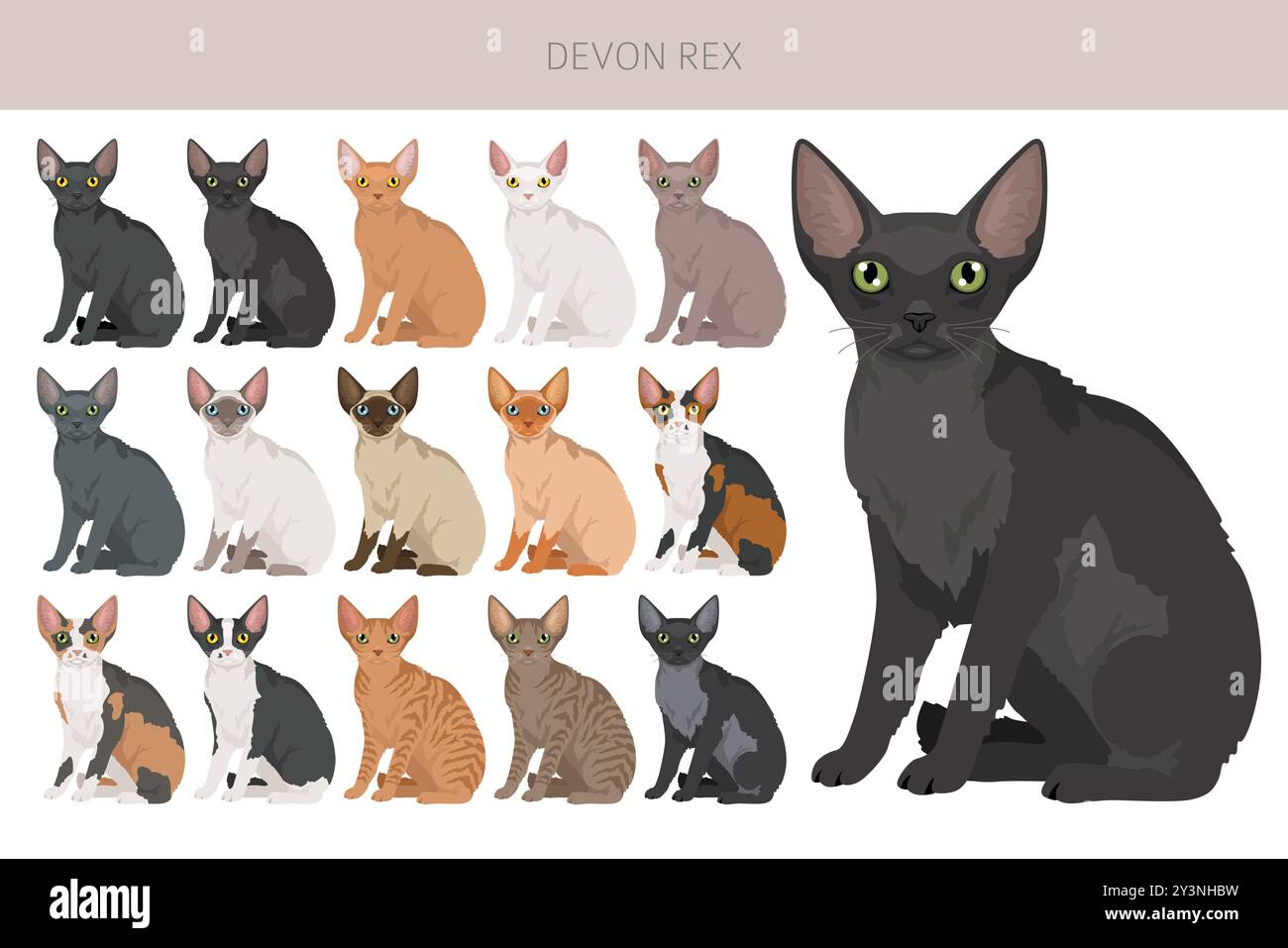 Devon Rex Cat clipart. All coat colors set. All cat breeds ...