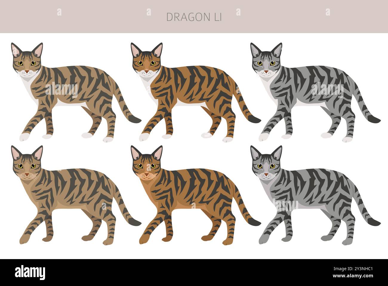 Chinese Dragon Li Cat clipart. All coat colors set. All cat breeds ...