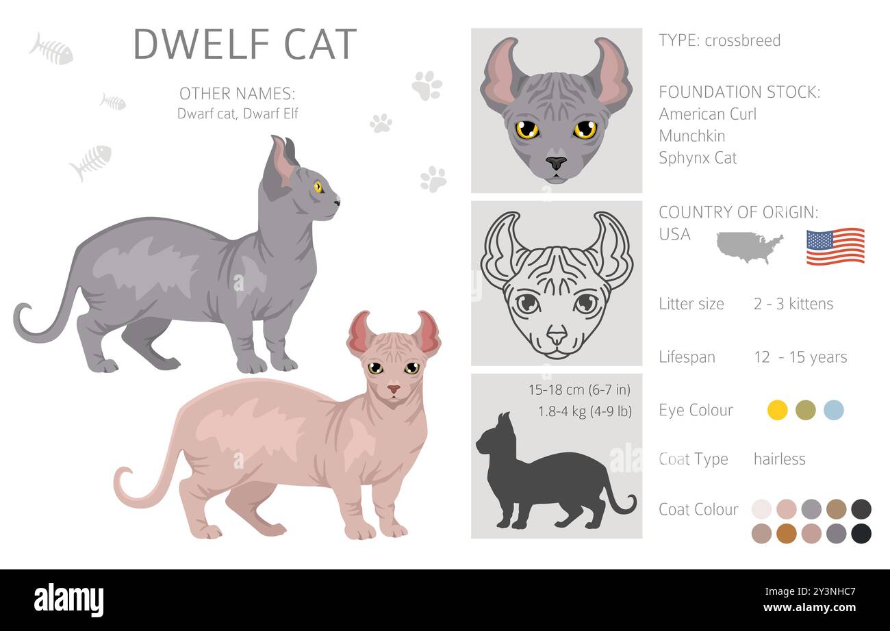 Dwelf Cat clipart. All coat colors set. All cat breeds characteristics ...