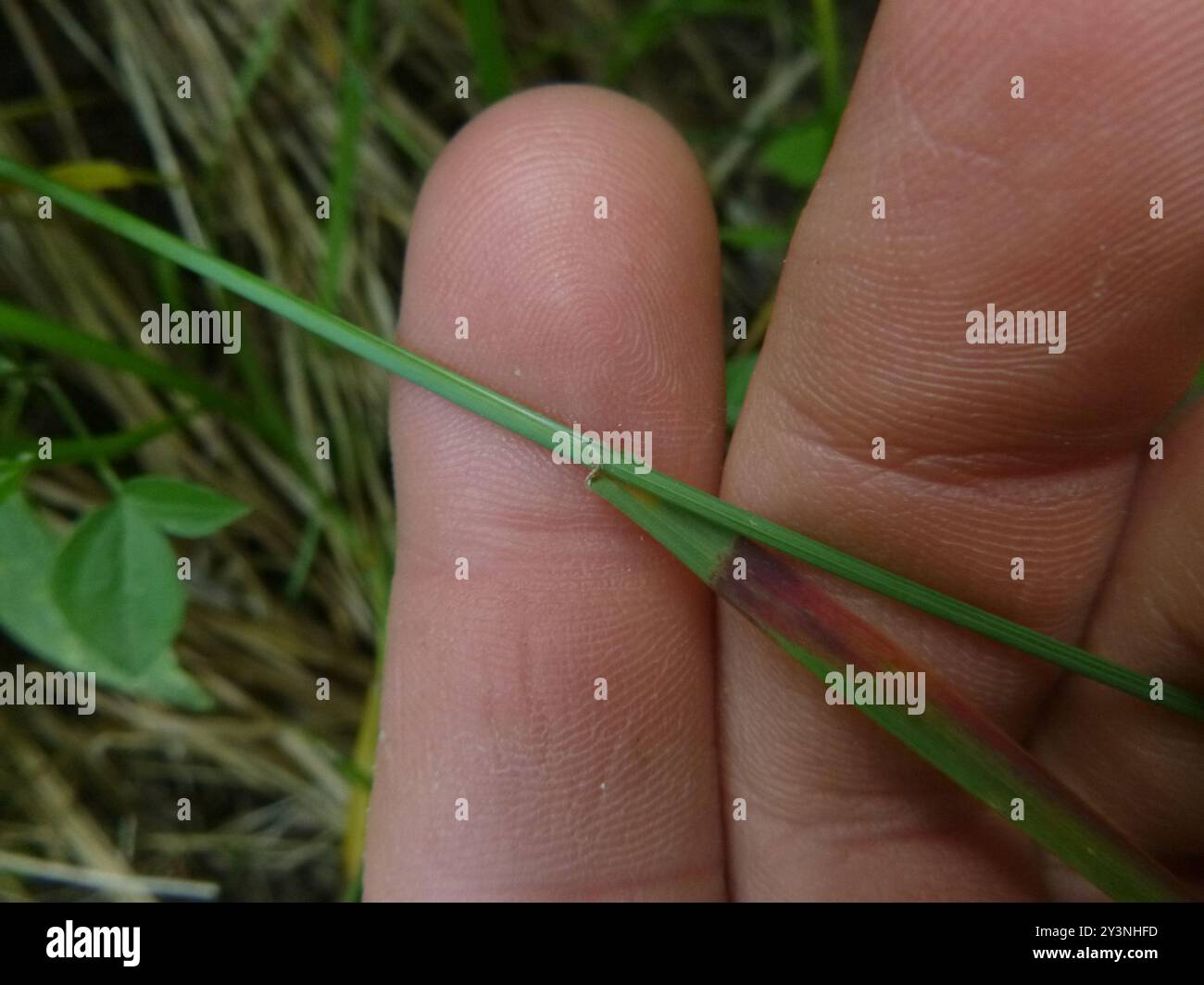 Wood Fescue (Festuca altissima) Plantae Stock Photo - Alamy